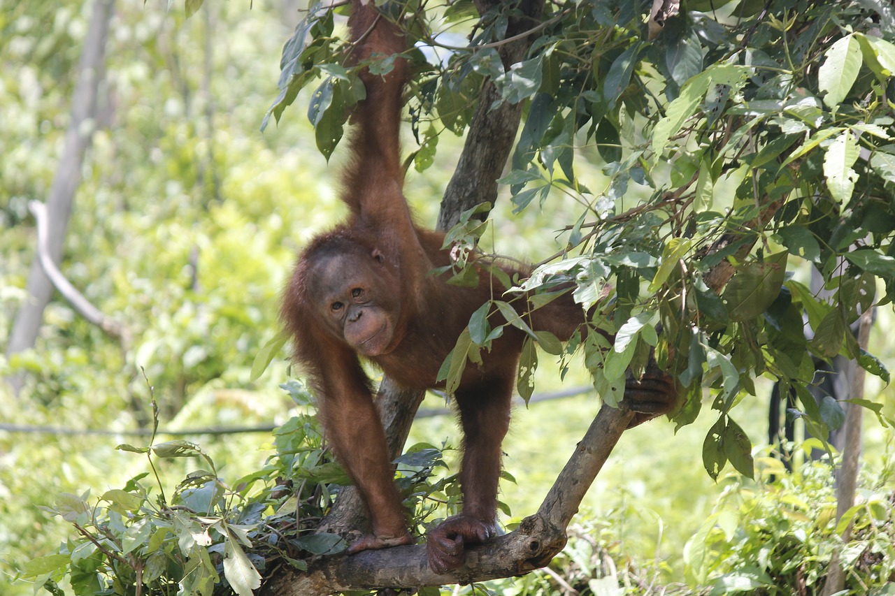 Visit Borneo The Ultimate Borneo Guide
