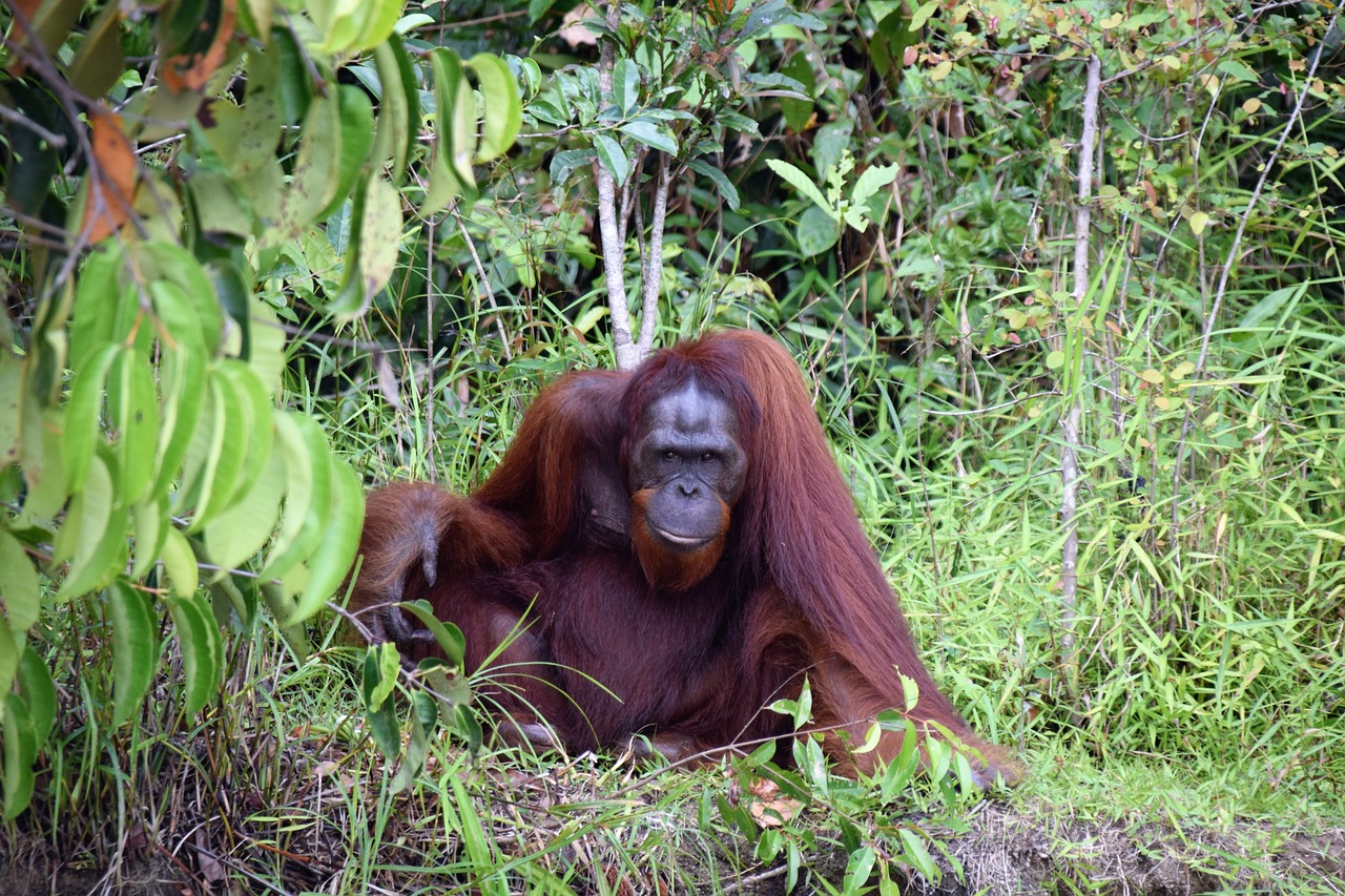 Visit Borneo The Ultimate Borneo Guide